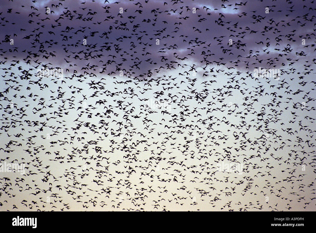 A bird swarm in the evening sky, Jonava, Lithuania Stock Photo - Alamy