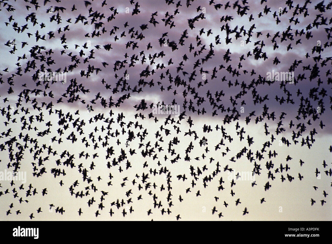 A bird swarm in the evening sky, Jonava, Lithuania Stock Photo - Alamy