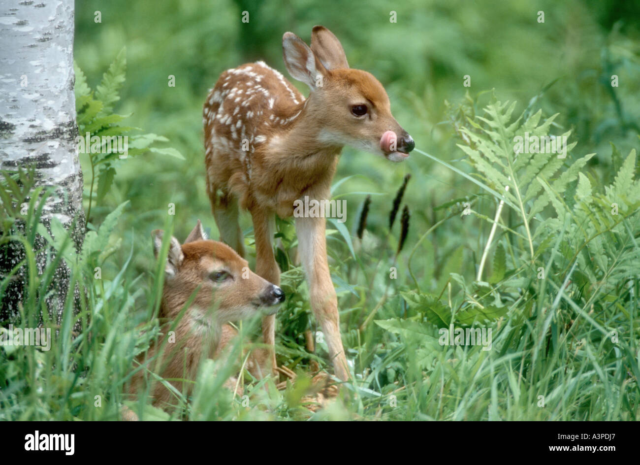 Two Young Fawns Deer Stock Photo - Alamy