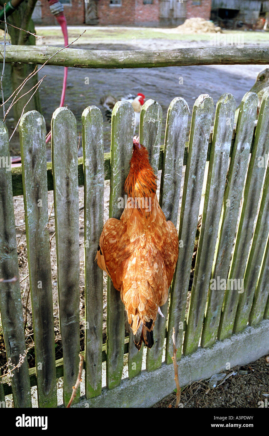 Dead hen with its head between pickets of a wooden fence, Poland Stock ...