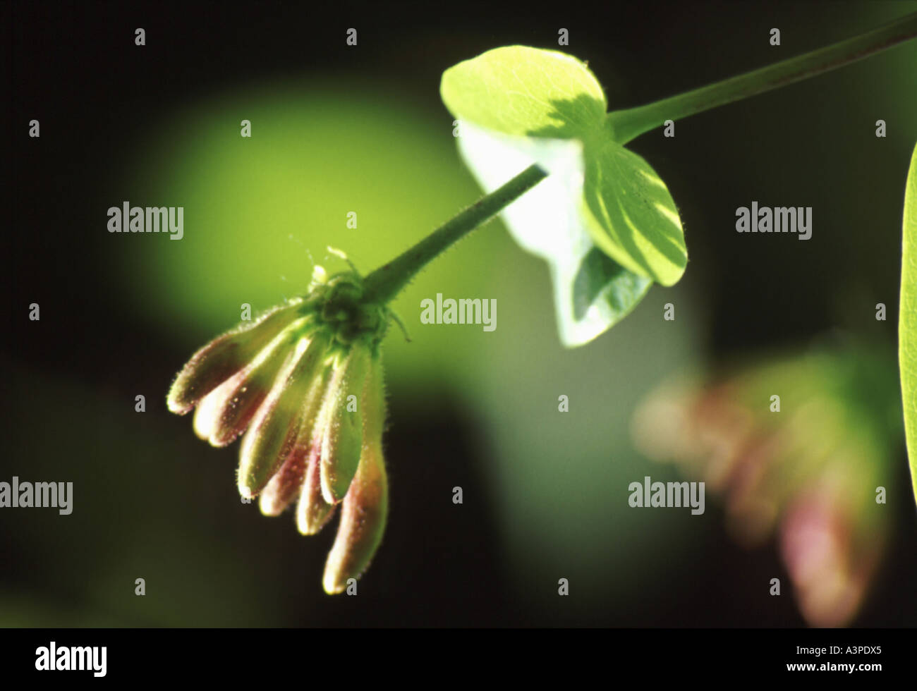 Countryside honeysuckle hi-res stock photography and images - Alamy