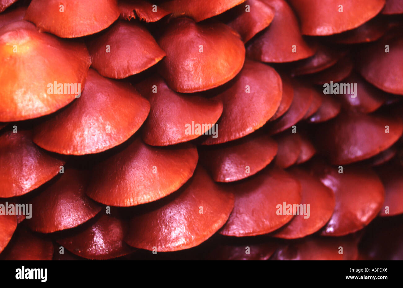 Patterns in Fungi Stock Photo - Alamy
