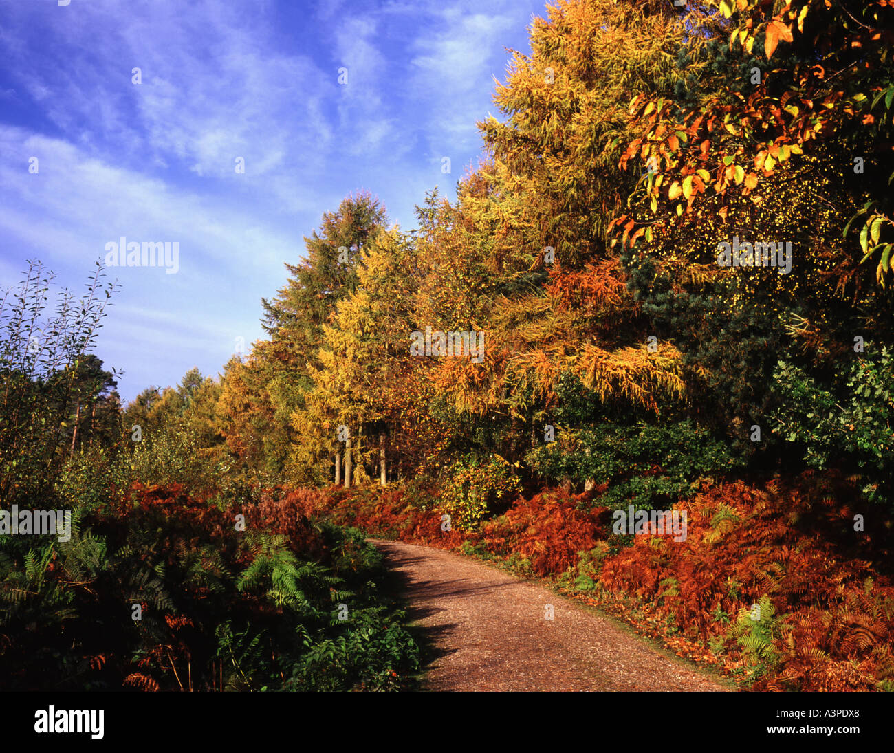 Autmun at Dunmere Forest Cornwall Stock Photo - Alamy