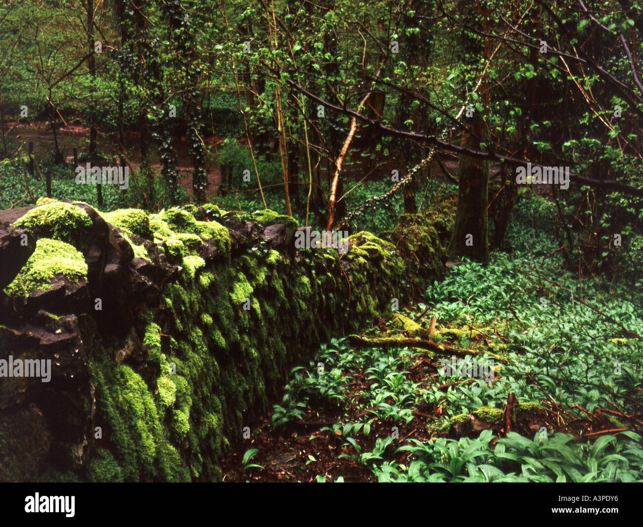 Mossy stone wall Stock Photo - Alamy