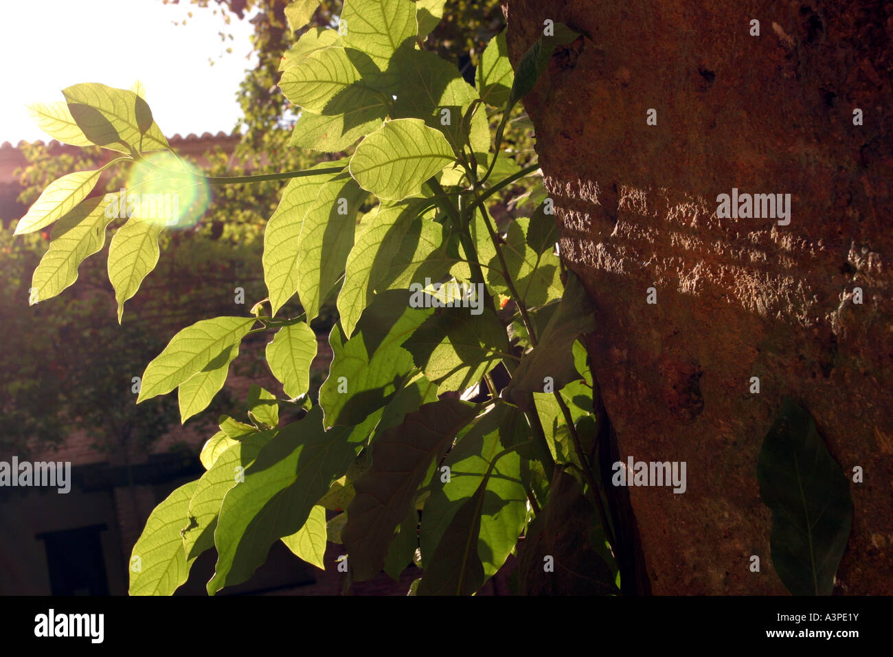 sun shining through leaves Stock Photo - Alamy