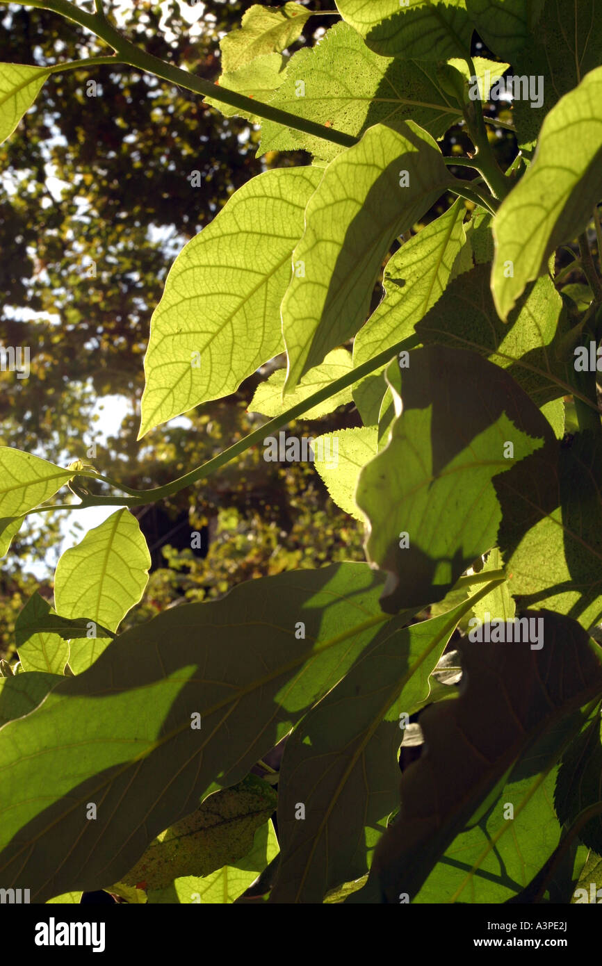 sun shining through leaves Stock Photo - Alamy
