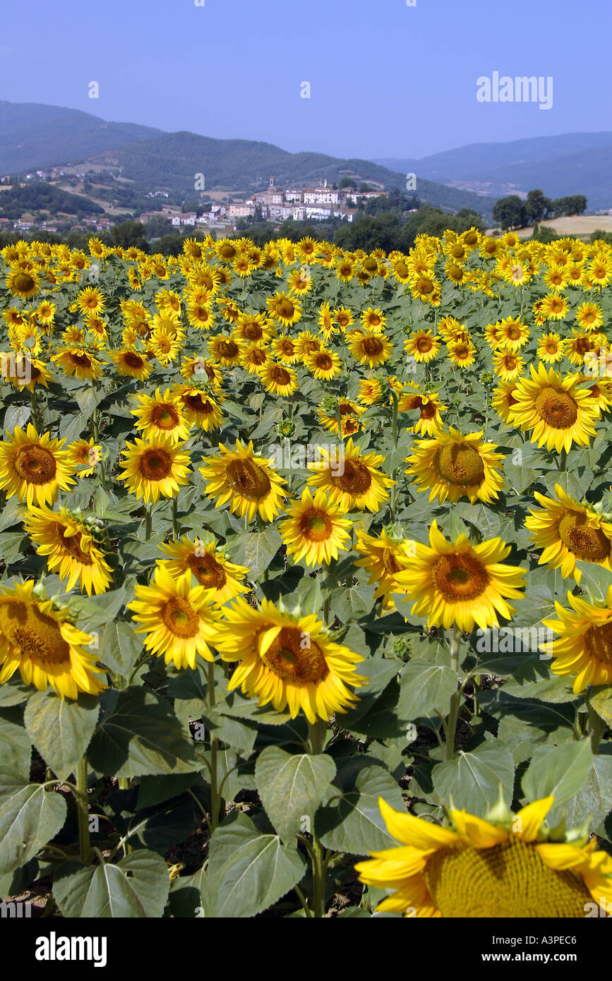 Classic Tuscan countryside in summer Stock Photo - Alamy