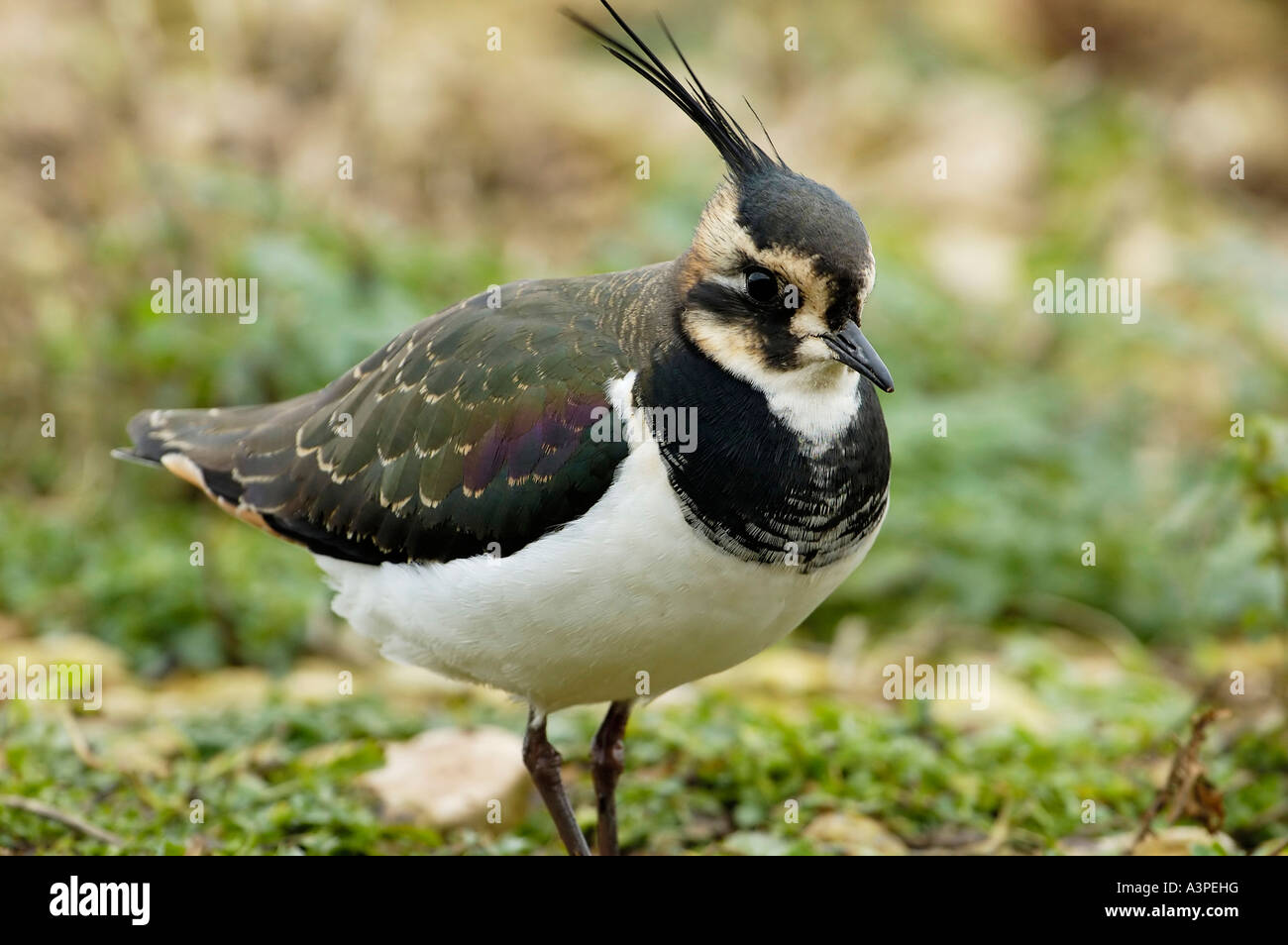 Lapwing on the ground hi-res stock photography and images - Alamy
