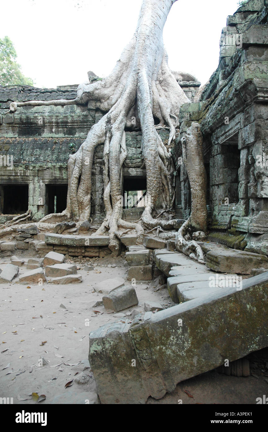 Ta prohm pillars hi-res stock photography and images - Alamy