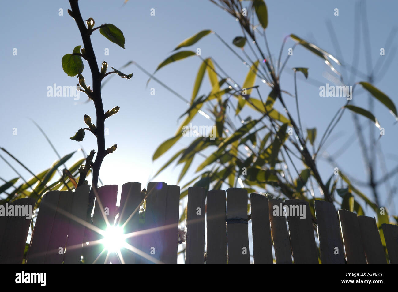 Sun shining over garden fence Stock Photo - Alamy