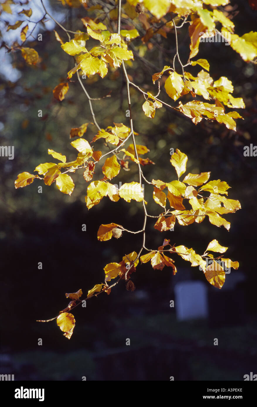 Golden brown beech leaves hi-res stock photography and images - Alamy