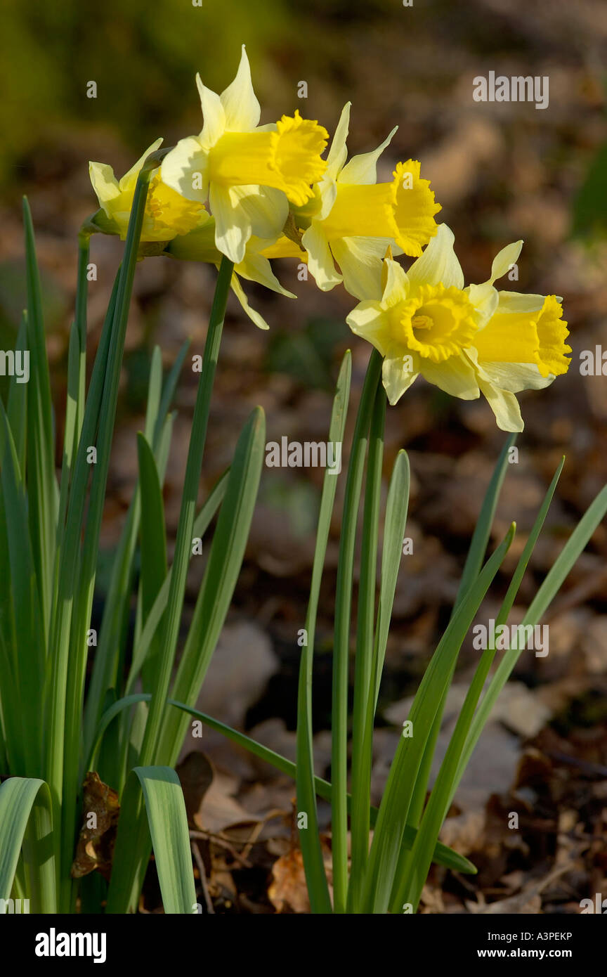 Wild Daffodil Narcissus pseudonarcissus Stock Photo - Alamy