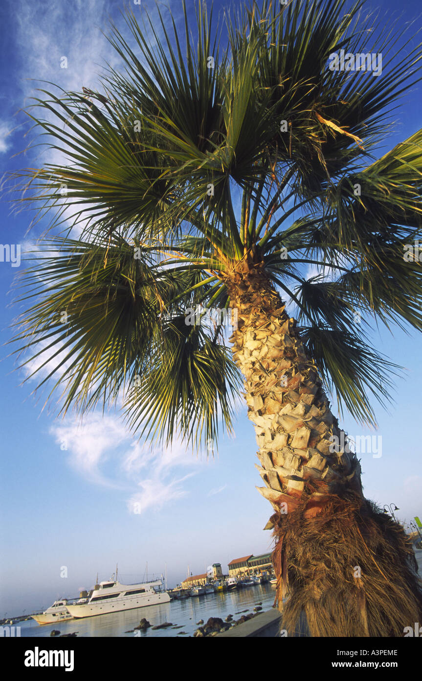 Palm tree with Paphos Castle in background Stock Photo - Alamy