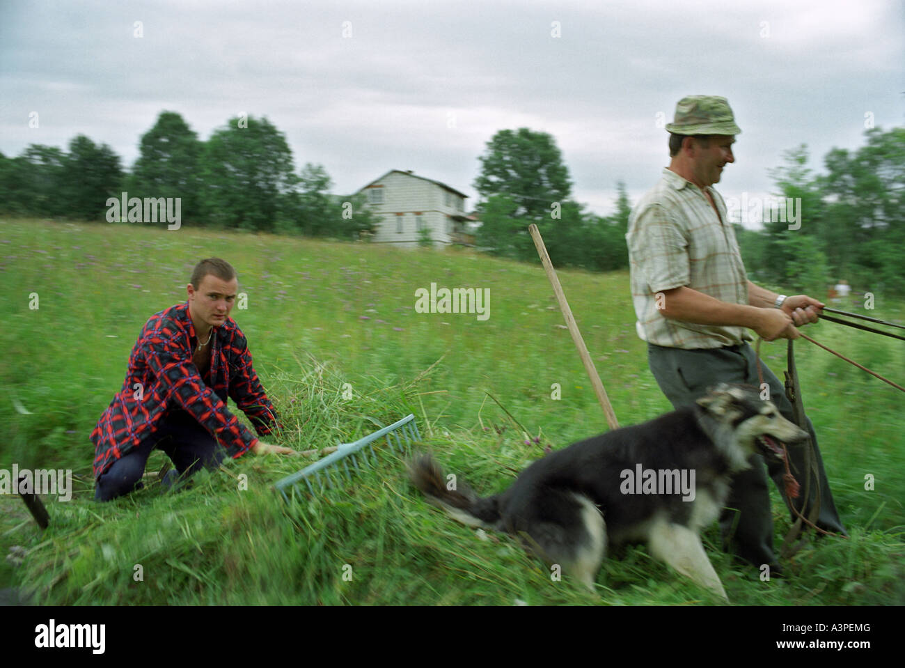 Farmer with his son during hay harvest, Turzansk, Poland Stock Photo ...