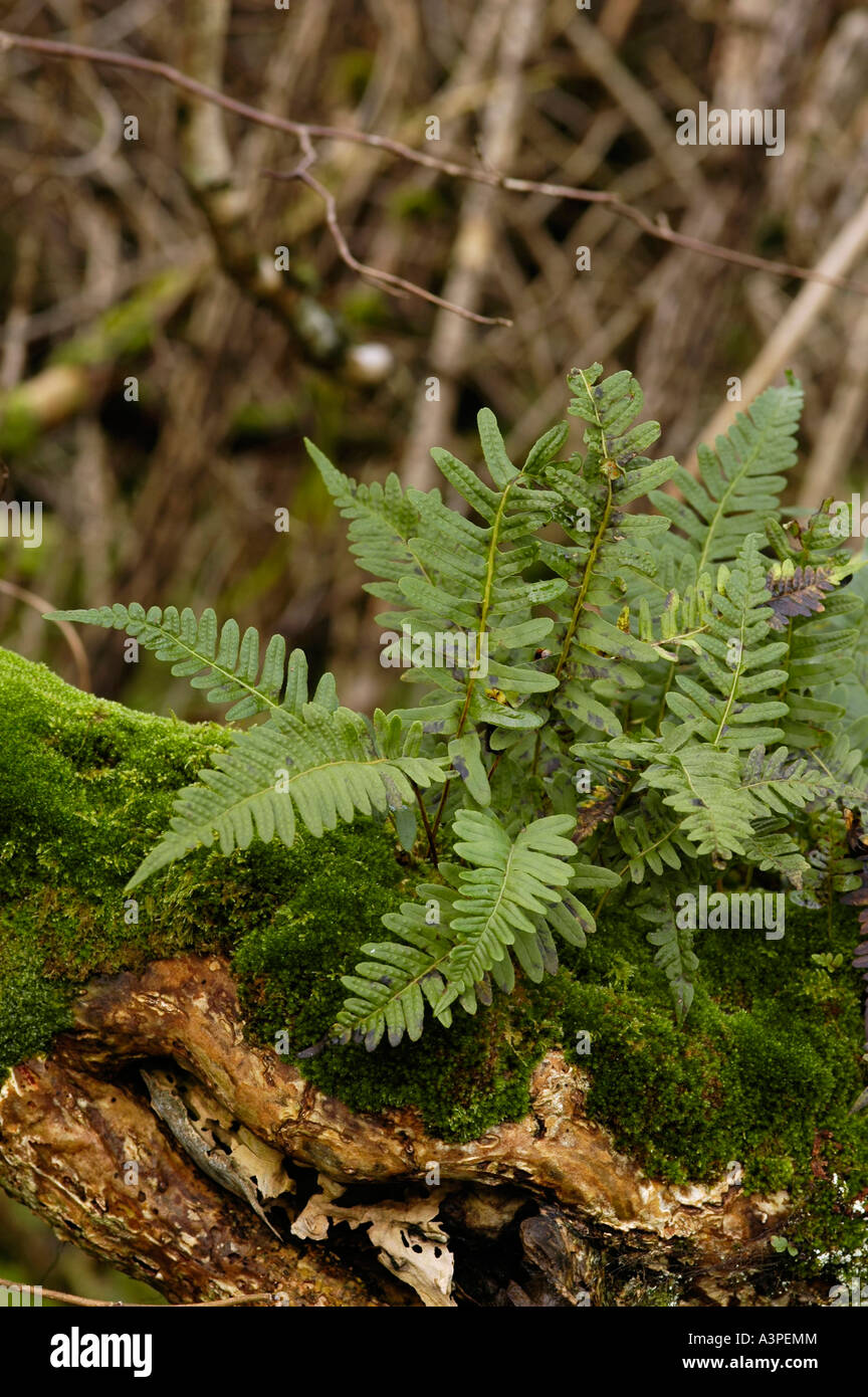 Polypodium vulgare log hi-res stock photography and images - Alamy
