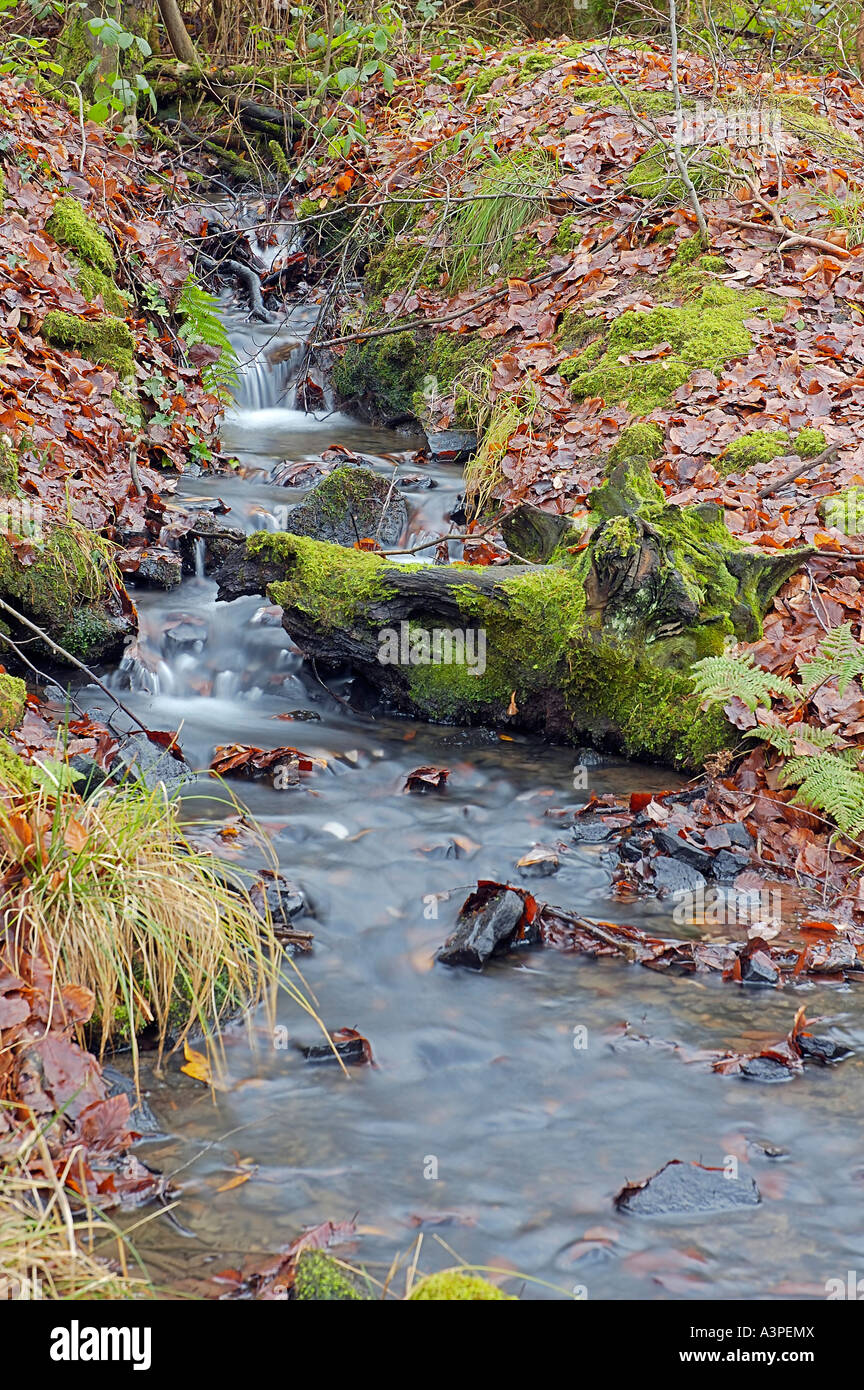 Woodland stream in winter Forest of Dean Stock Photo - Alamy
