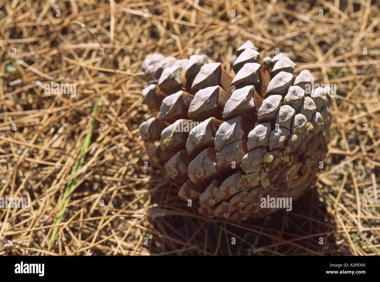 Woody female cones hi-res stock photography and images - Alamy