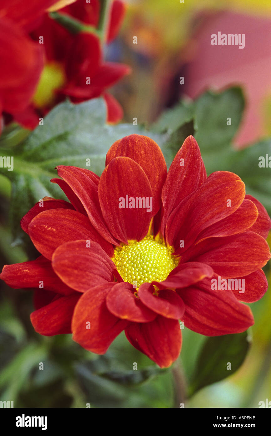 Red yellow flowering chrysanthemum hi-res stock photography and images ...