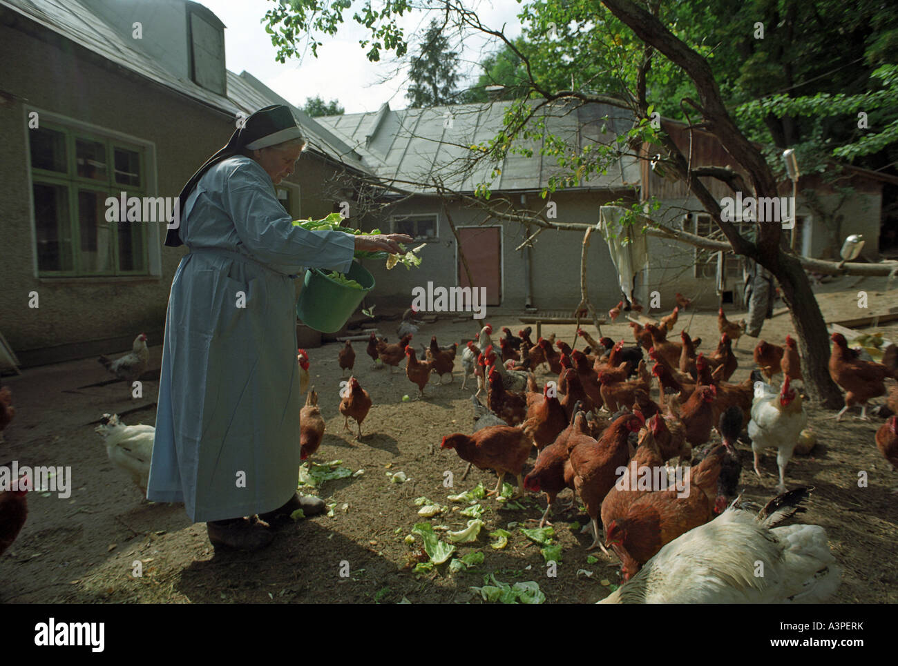 Elderly nun feeding chickens, Komancza, Poland Stock Photo - Alamy