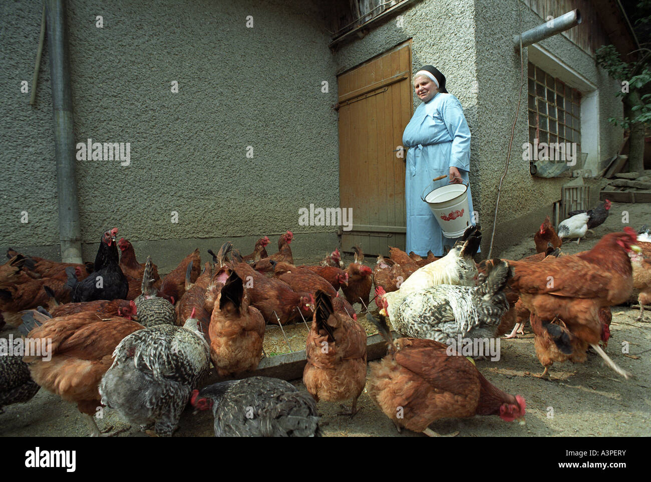 Elderly nun feeding chickens, Komancza, Poland Stock Photo - Alamy