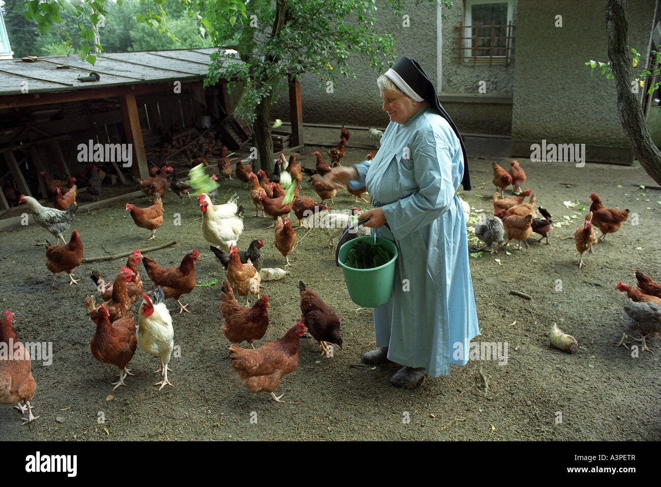 Elderly nun feeding chickens, Komancza, Poland Stock Photo - Alamy