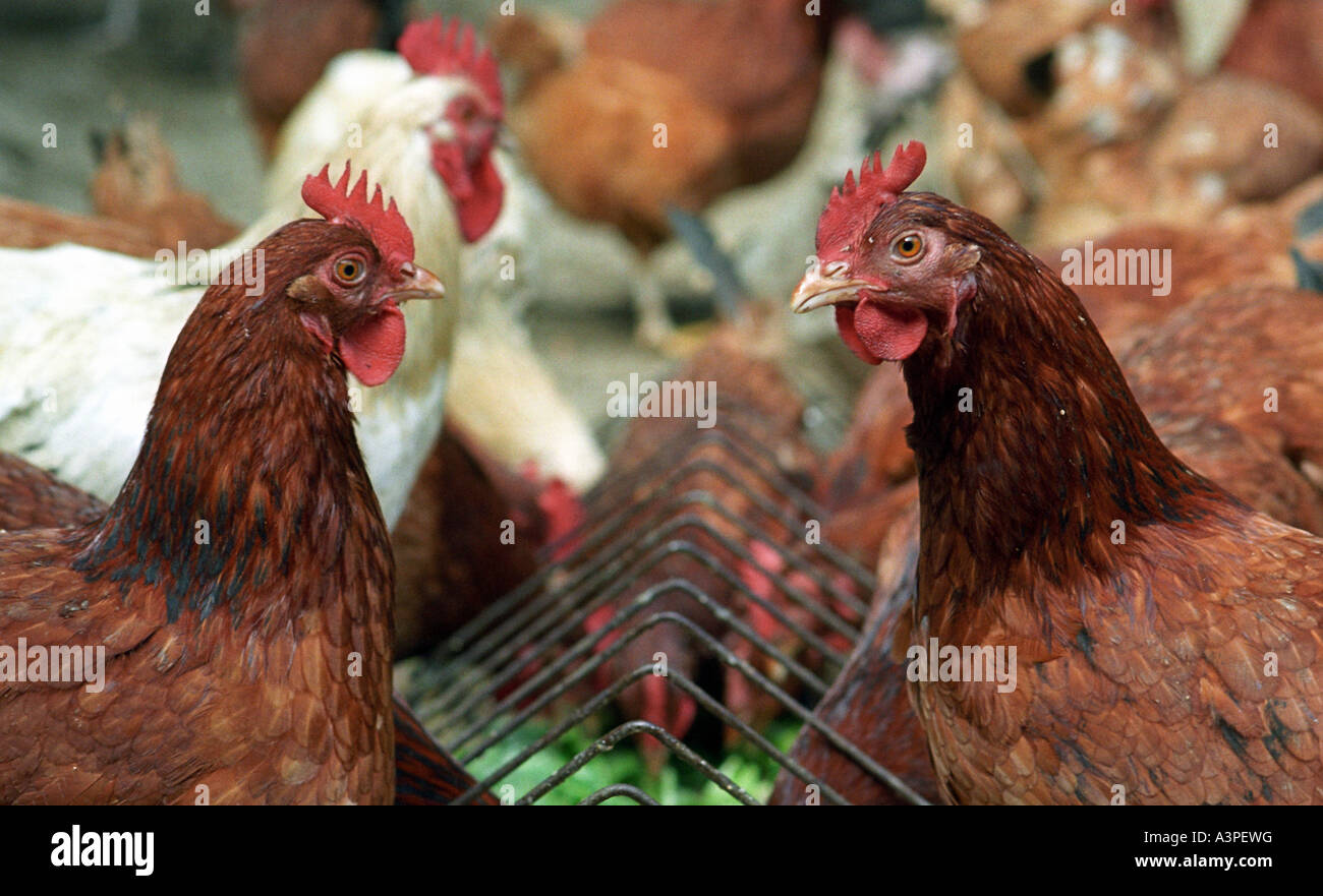 Hens farming hi-res stock photography and images - Alamy