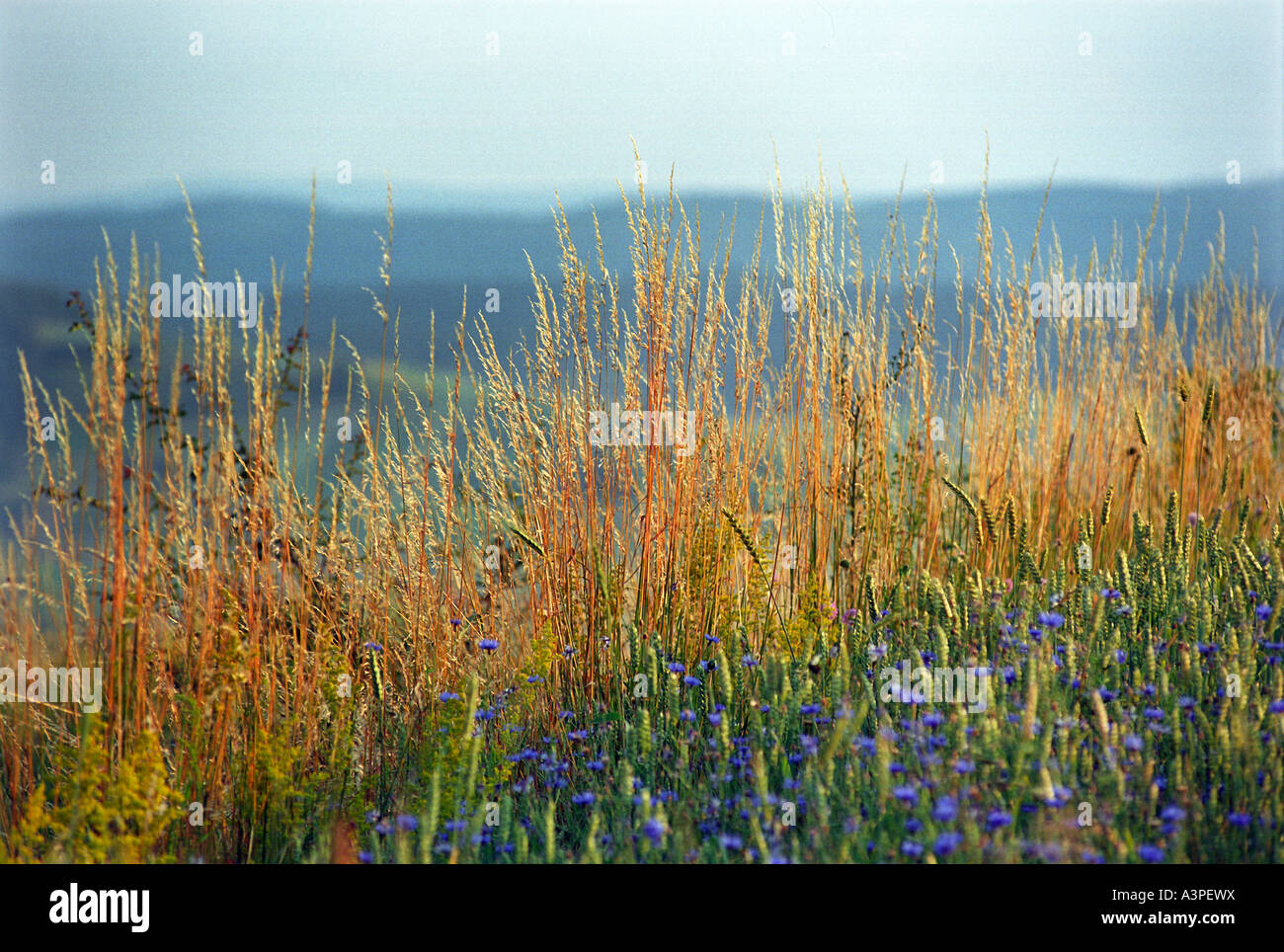 Flowers on a grain field Stock Photo - Alamy