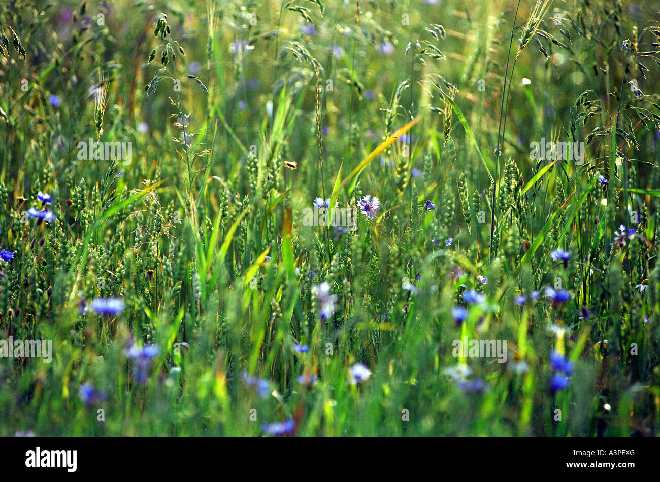Flowers on a grain field Stock Photo - Alamy
