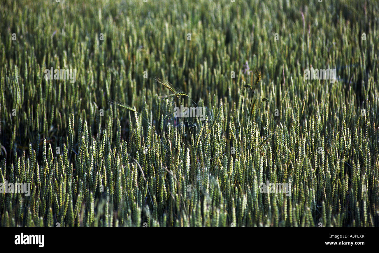 Unripe rye stalks Stock Photo - Alamy