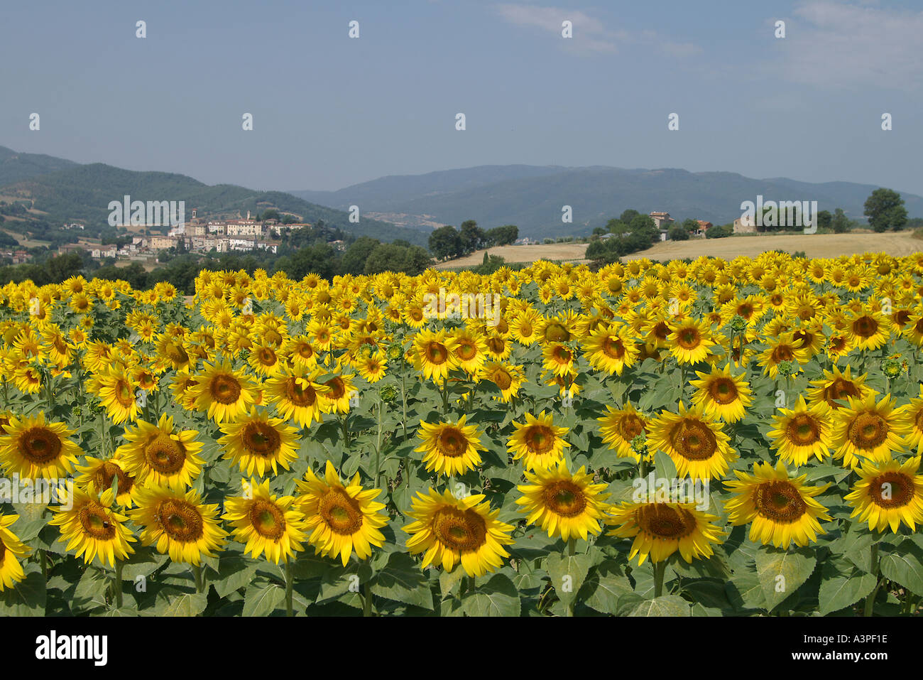 Classic Tuscan countryside in summer Stock Photo - Alamy