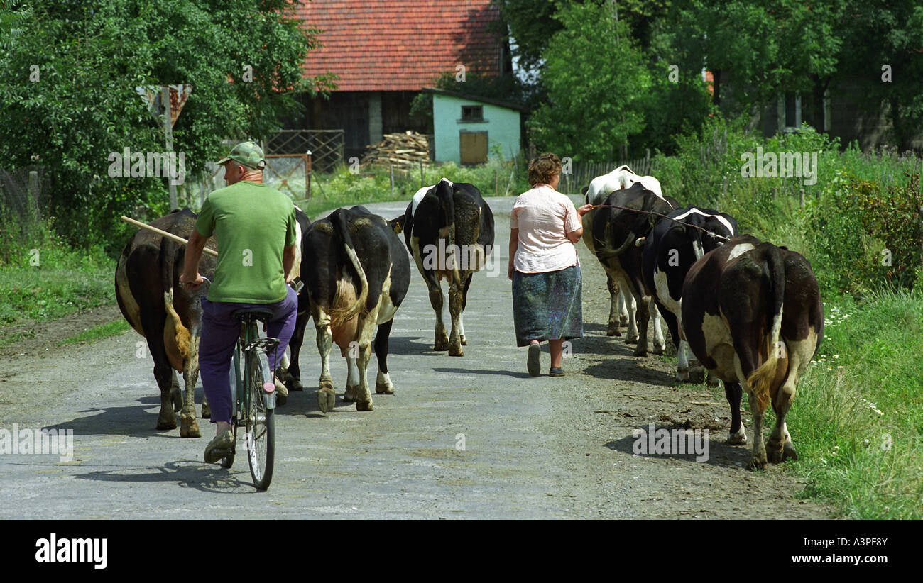 Cattle droving hi-res stock photography and images - Alamy