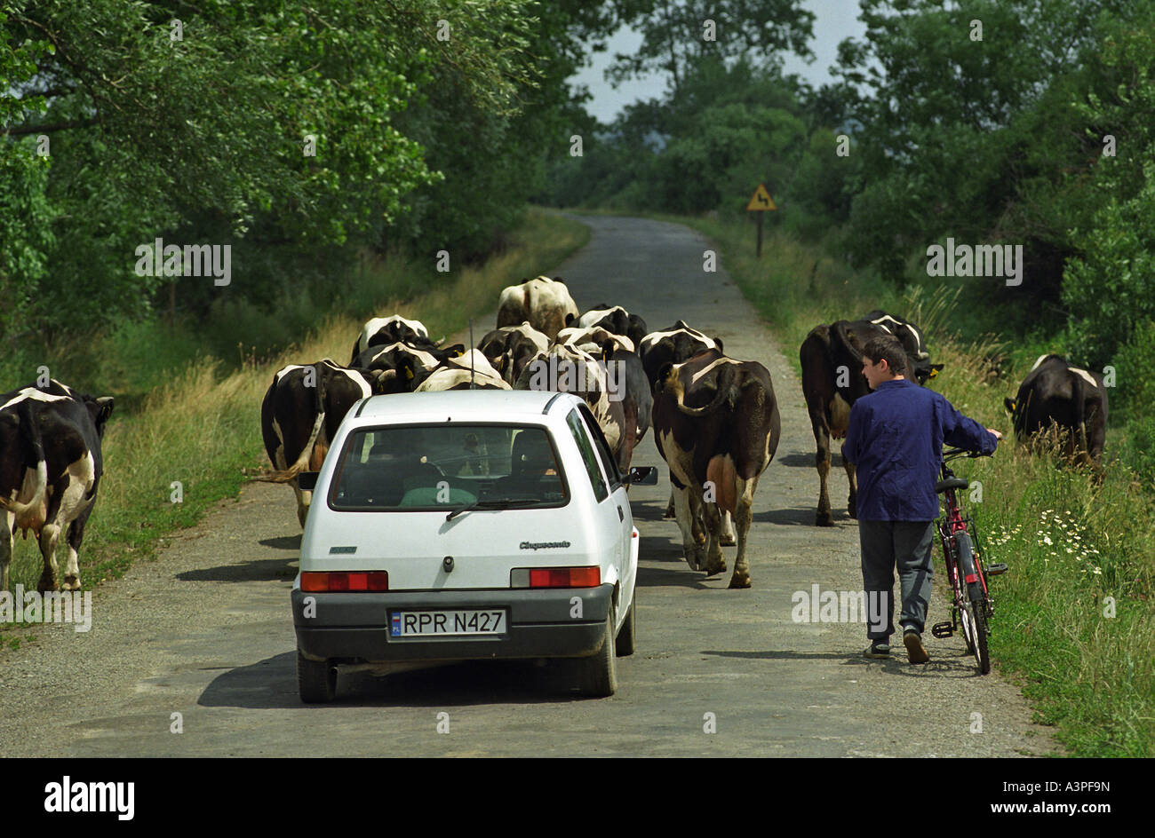 Car behind cows hi-res stock photography and images - Alamy