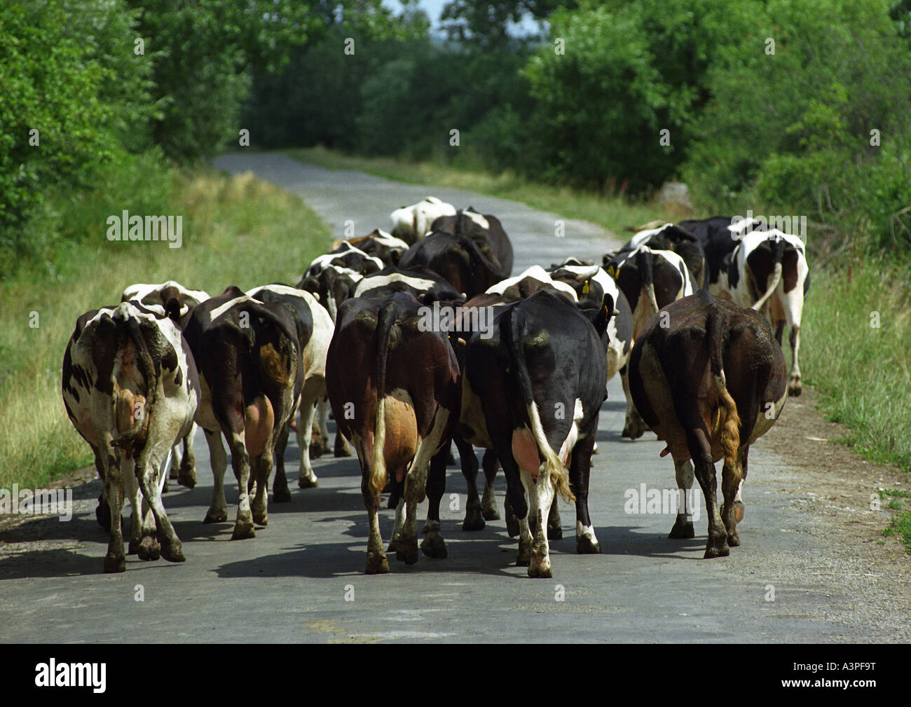 Herd of cows on a country road, Naklo, Poland Stock Photo - Alamy