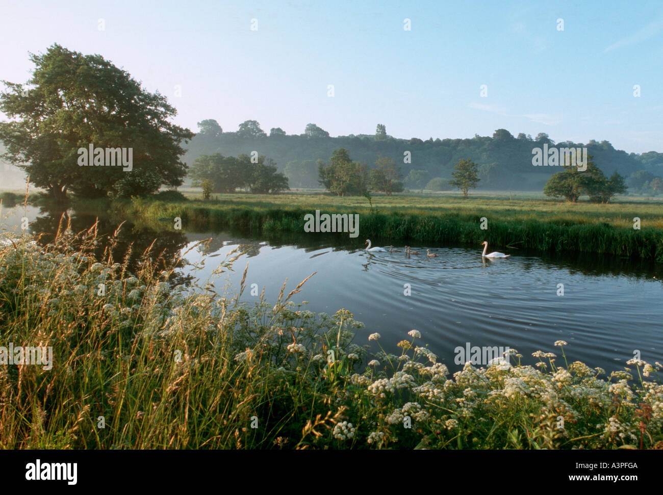 River Wey - Surrey - UK Stock Photo - Alamy
