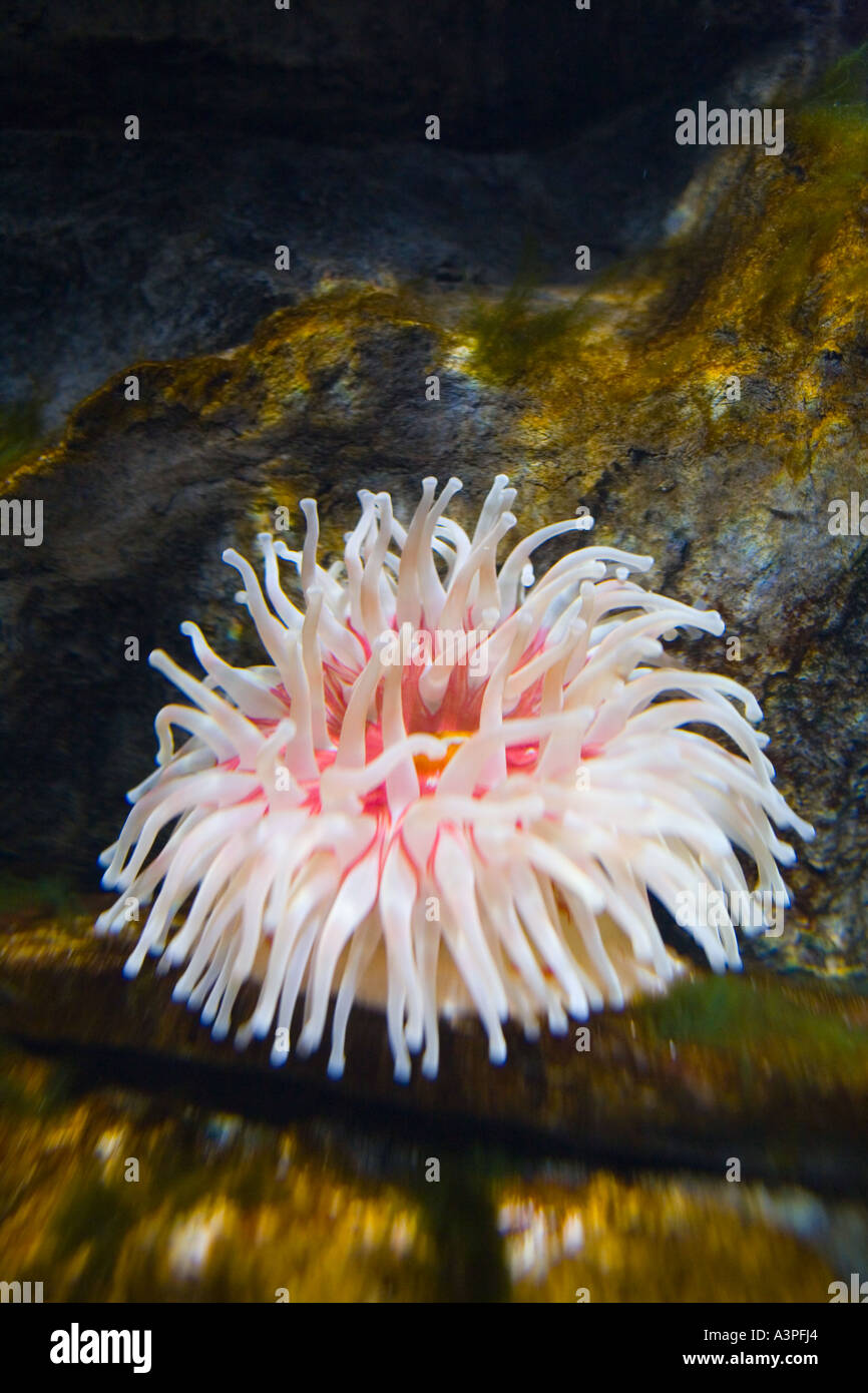Coelenterata Sea Anemone
