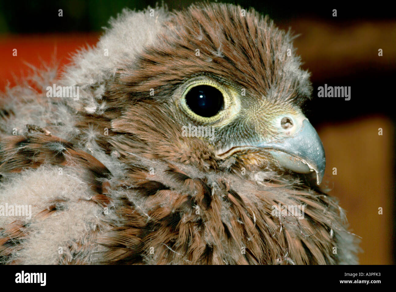 young falcon head Stock Photo - Alamy