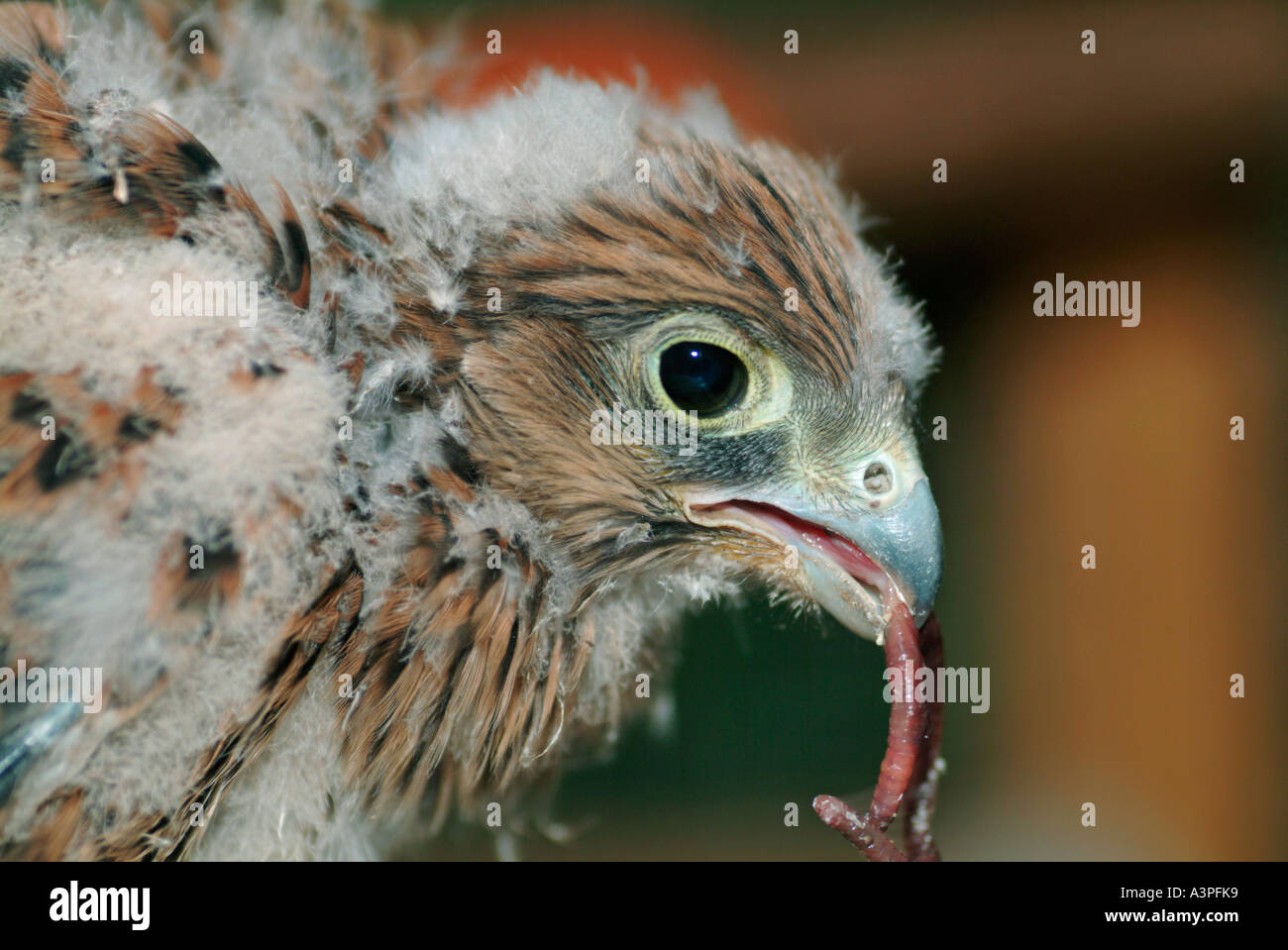 young falcon eating a worm Stock Photo - Alamy