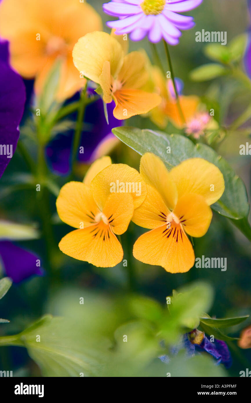 Pansy face hi-res stock photography and images - Alamy