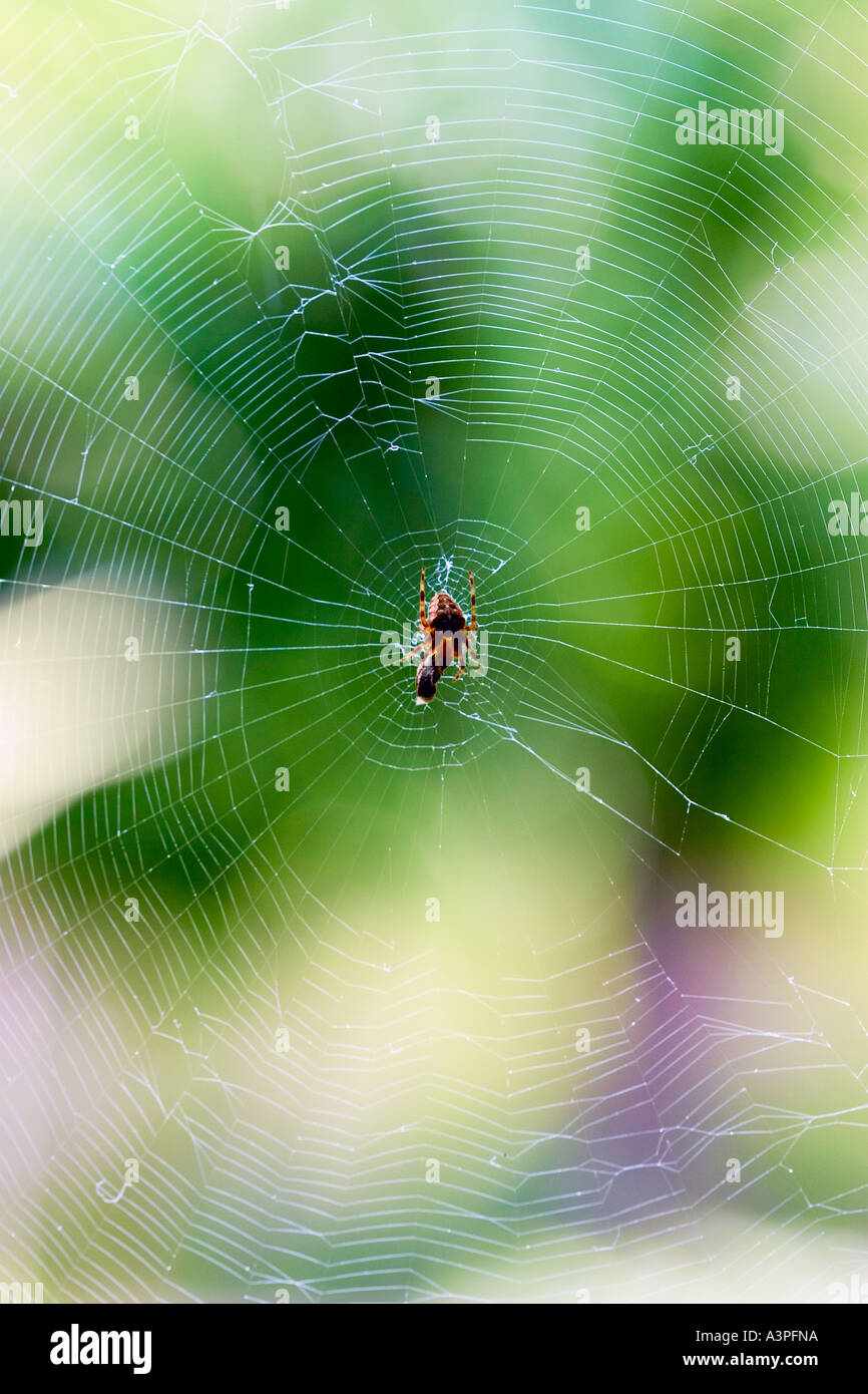 Web spider animals in wild hi-res stock photography and images - Alamy