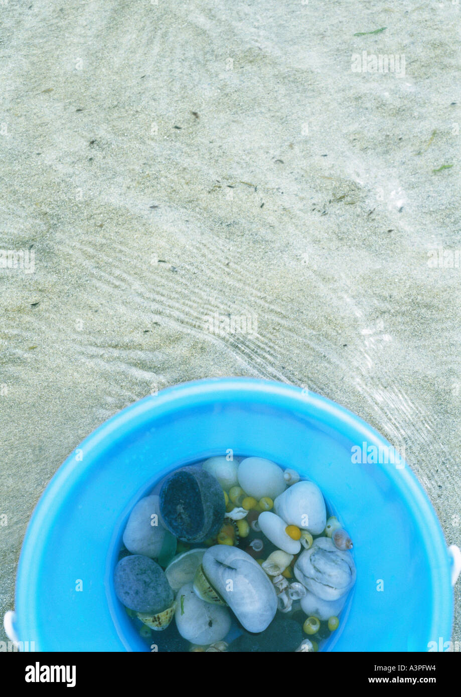Assorted empty seashells hi-res stock photography and images - Alamy