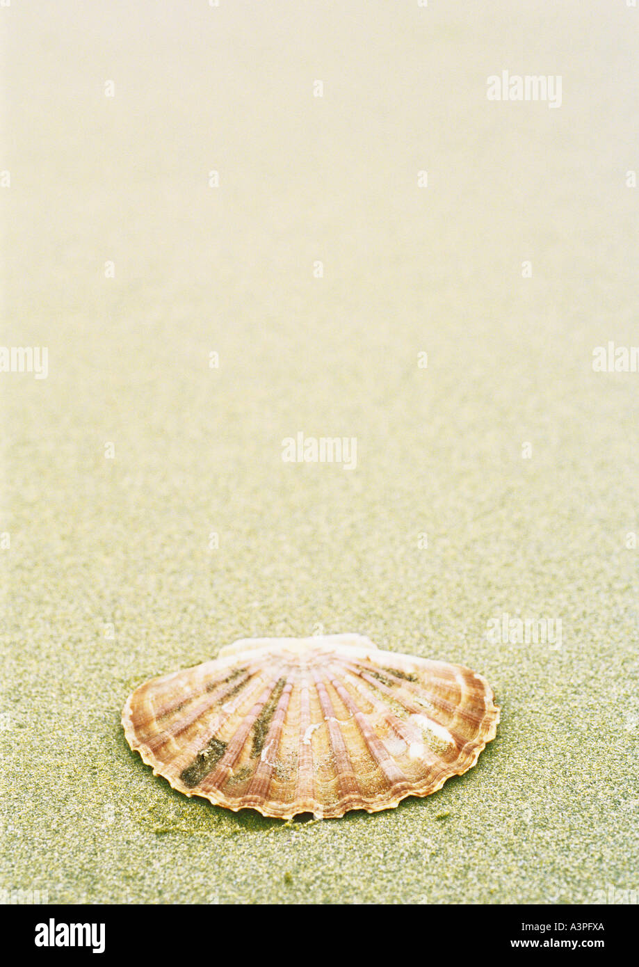 Scallop shell on beach Stock Photo - Alamy