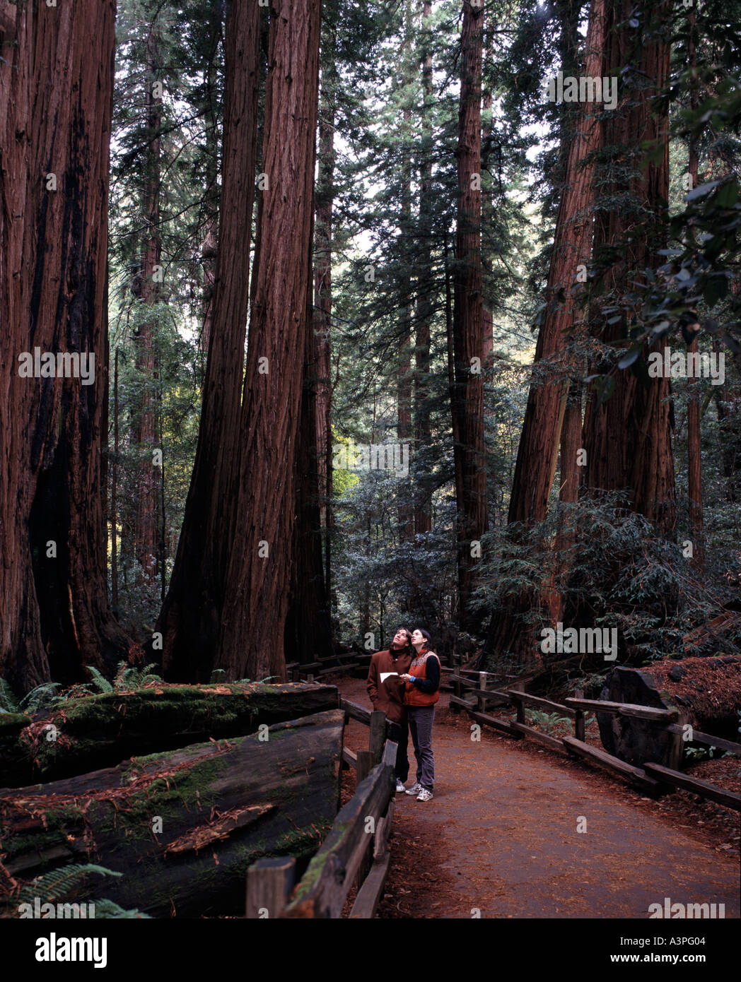 California Redwood Trees, Near San Francisco California USA Stock Photo ...