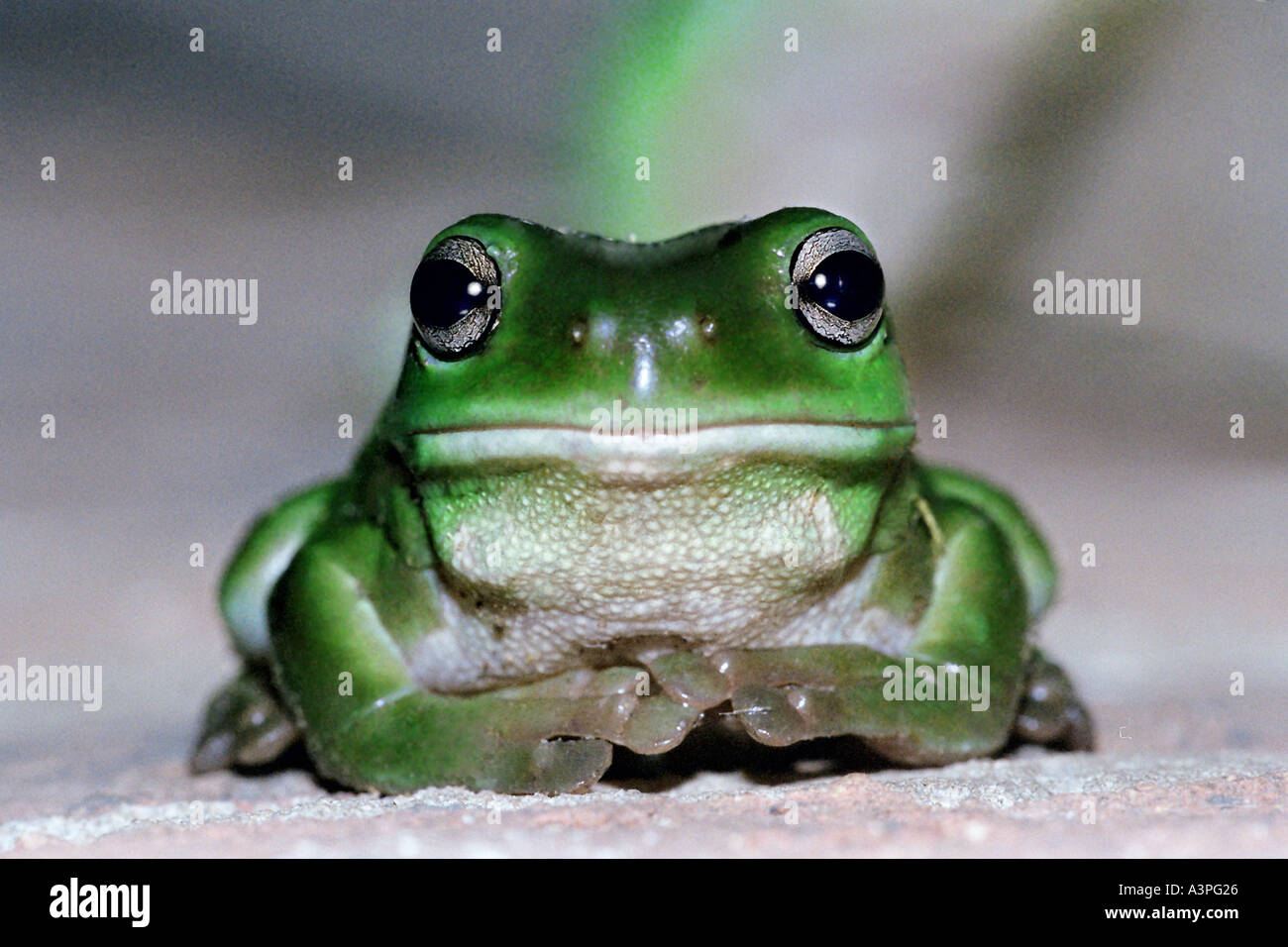 Head on view of Green Tree Frog Litoria caerulea Stock Photo - Alamy