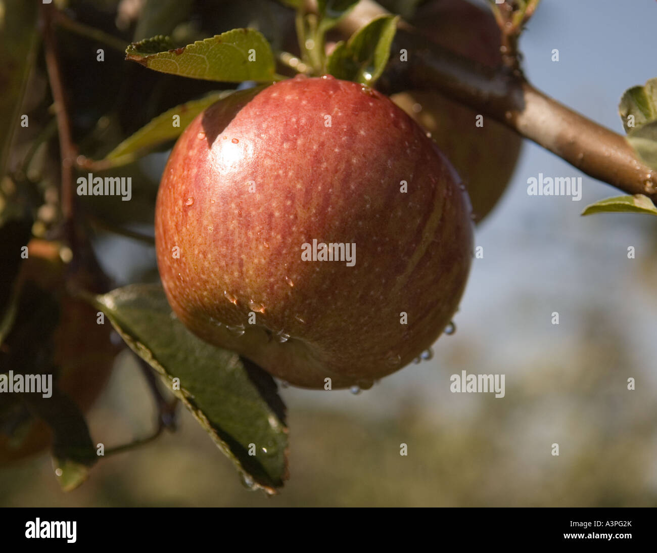 Shiny apple on the tree after the rain Stock Photo - Alamy