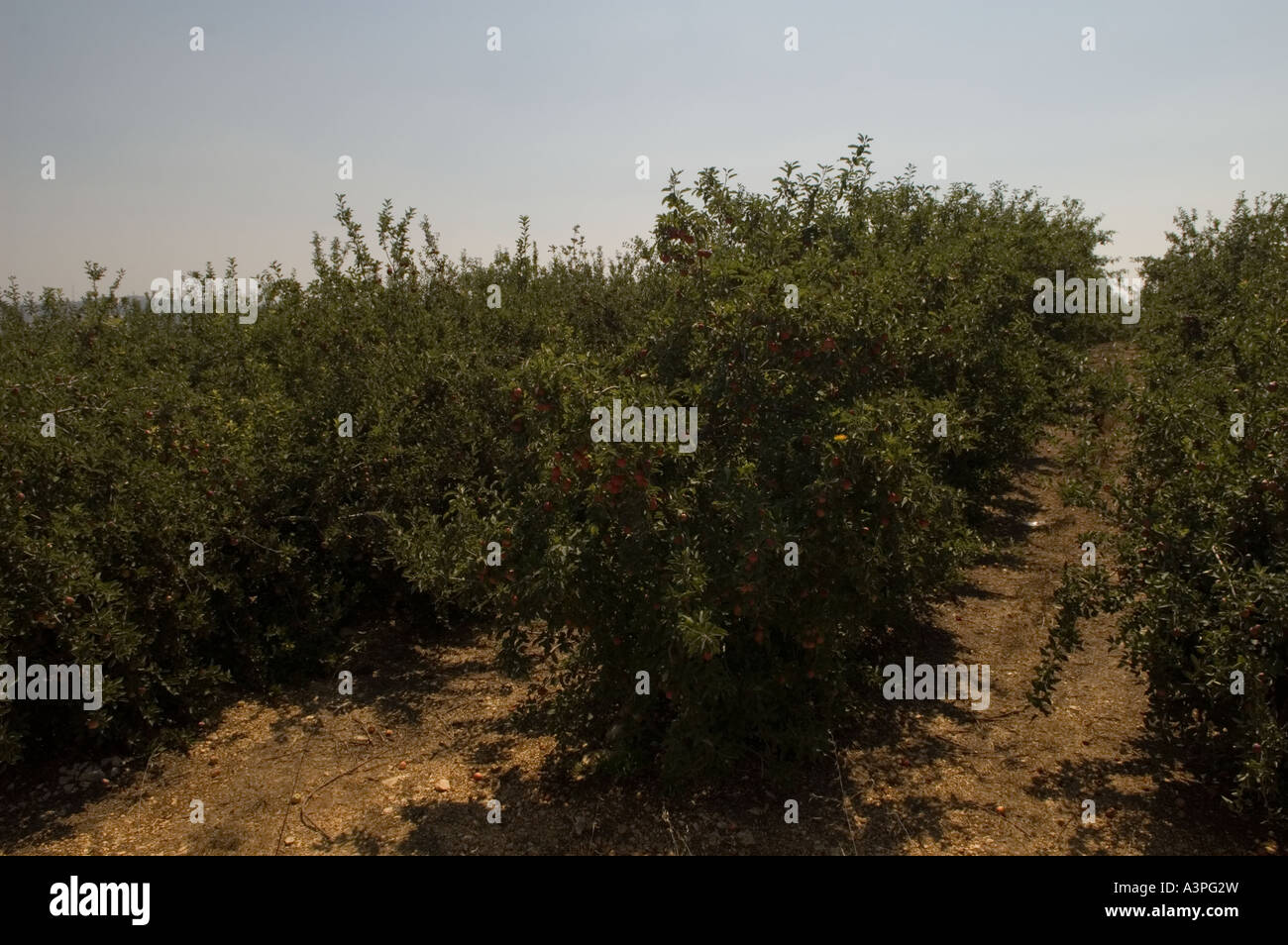 Apple orchard in Northern Israel Stock Photo - Alamy