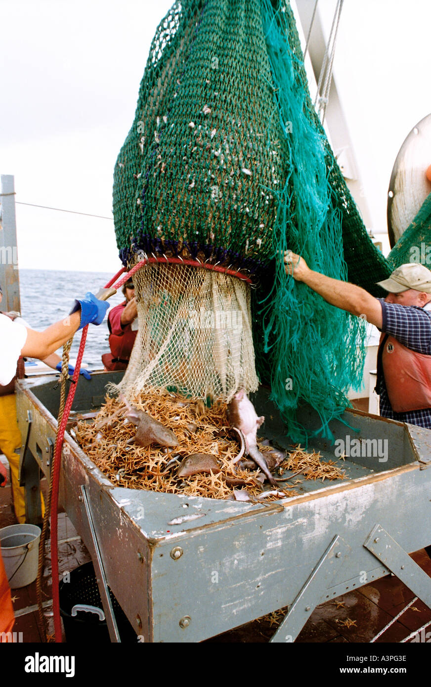 Triping the cod end of a trawl net onbaord a fishing vessel Stock Photo ...