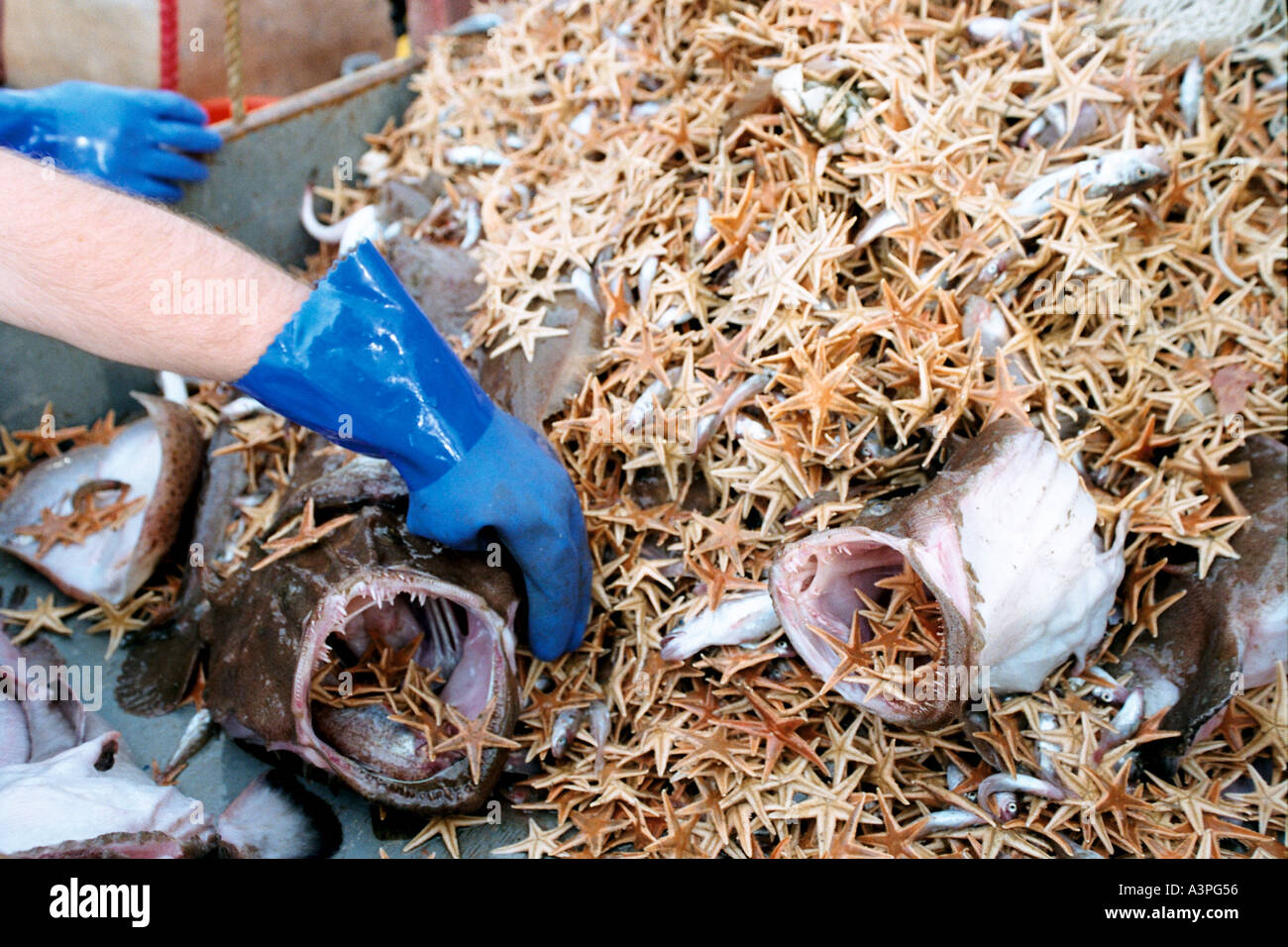 Sorting the catch largest fish is a goosefish Lophius americanus Stock ...