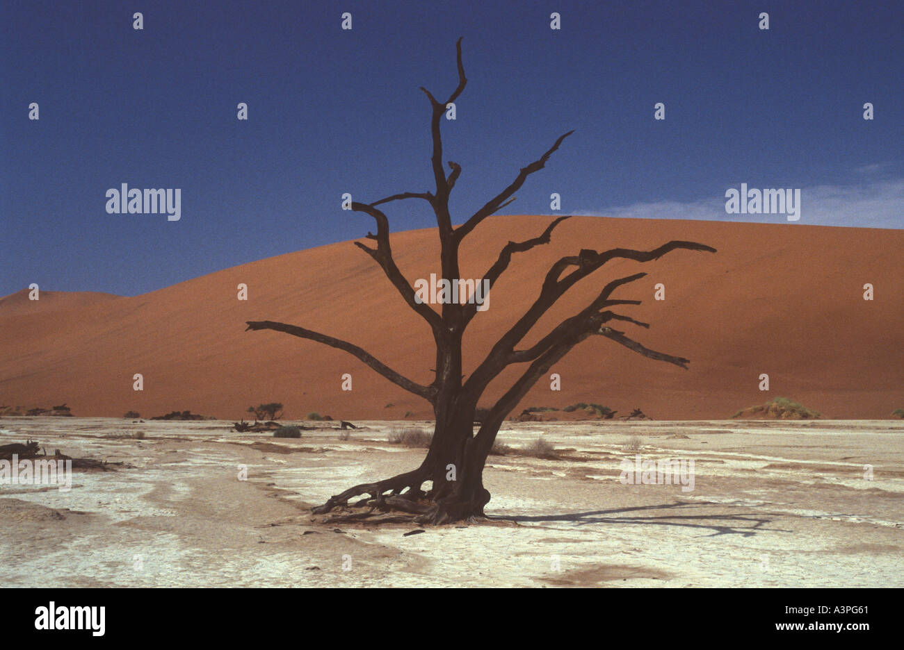 Dead tree in saltpan and sanddune at Deadvlei Namib desert Namib ...