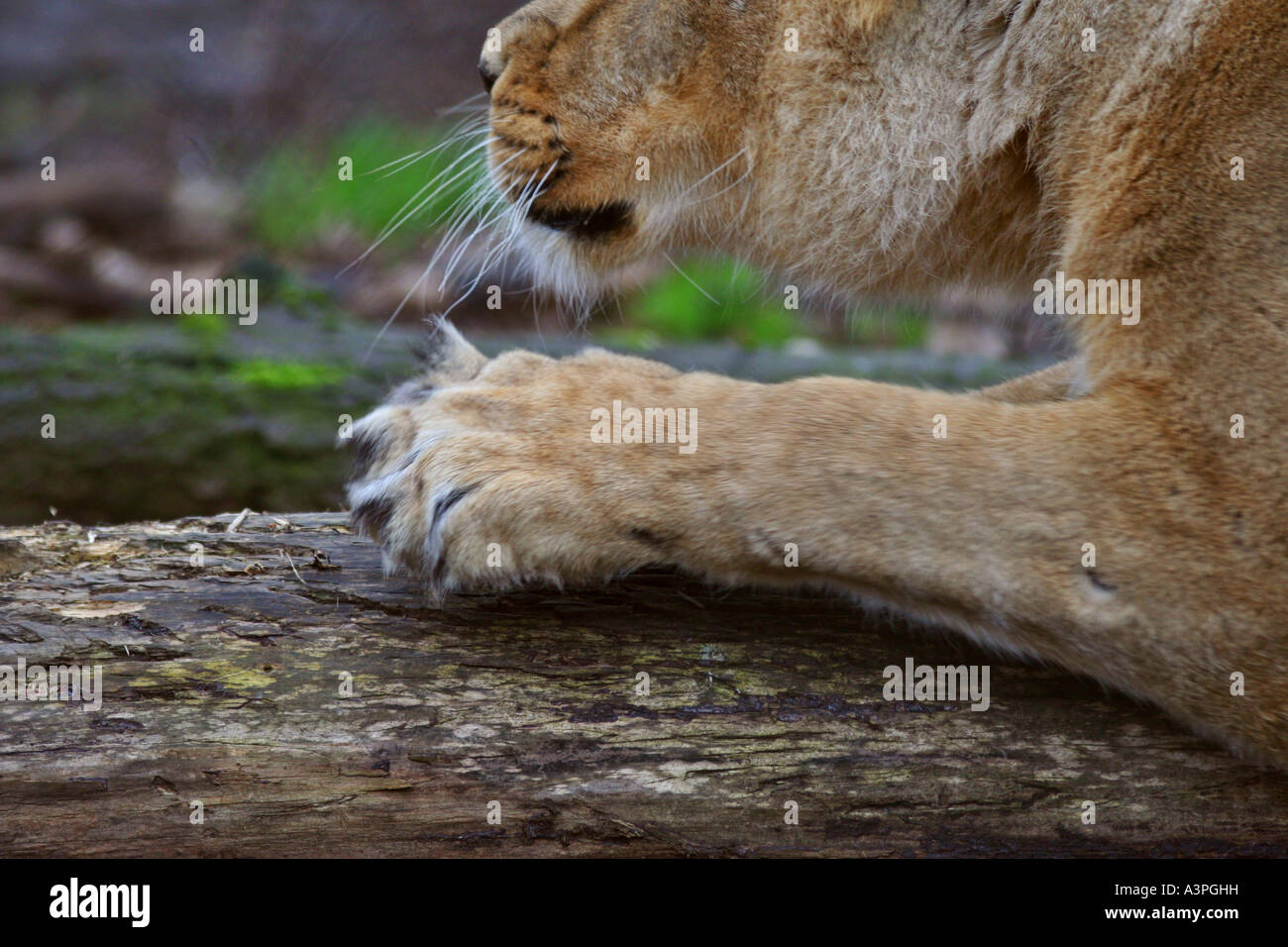 Asiatic lion scratching Stock Photo - Alamy