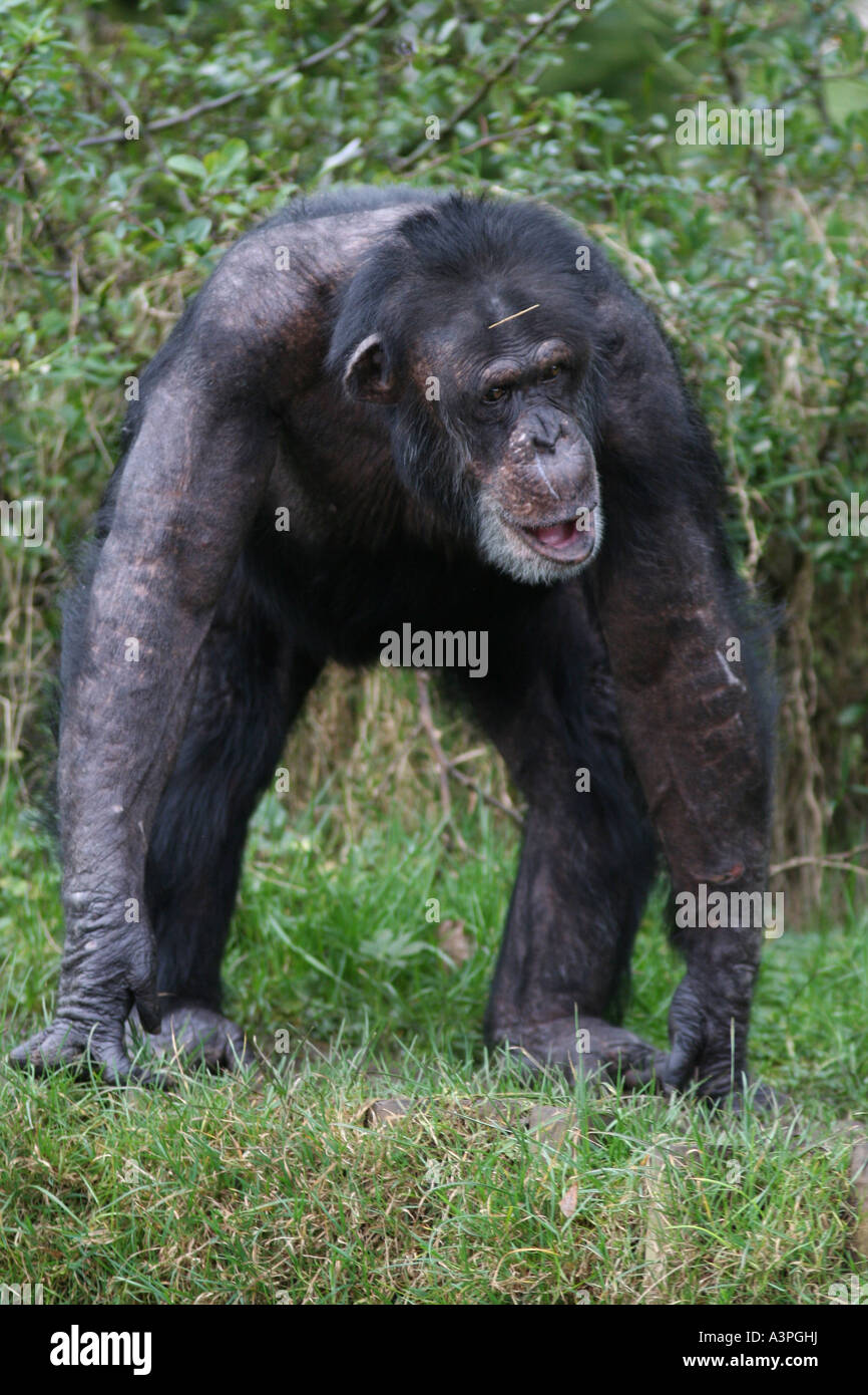 Male chimpanzee displaying Stock Photo - Alamy